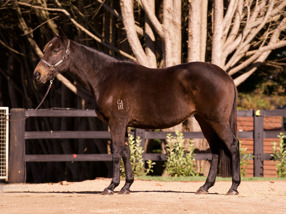 Lot 842: Sebring Sally - Milburn Creek