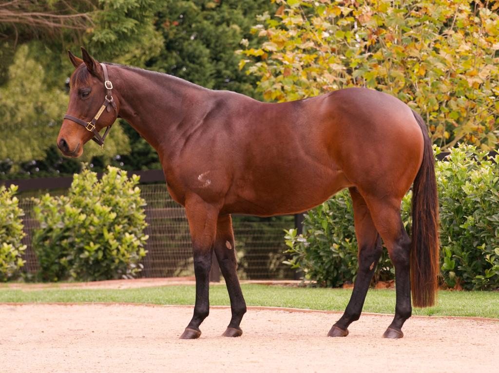 Lot 1014: Miss Invincible - Milburn Creek