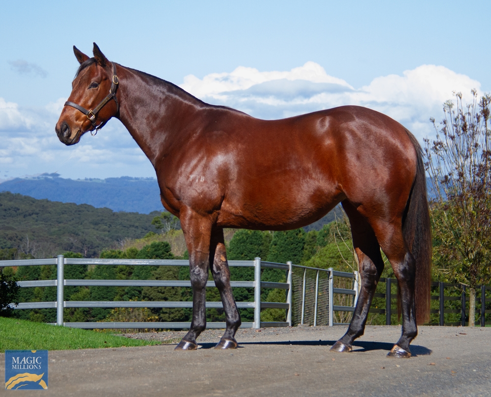 Lot 823: Kiki Express - Milburn Creek